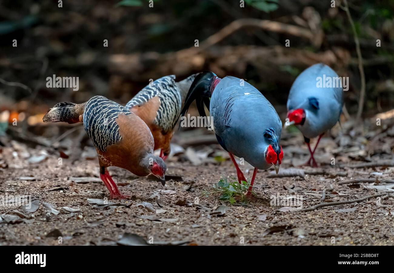 Siamese fireback in Ma Da forest, Vietnam Stock Photo - Alamy