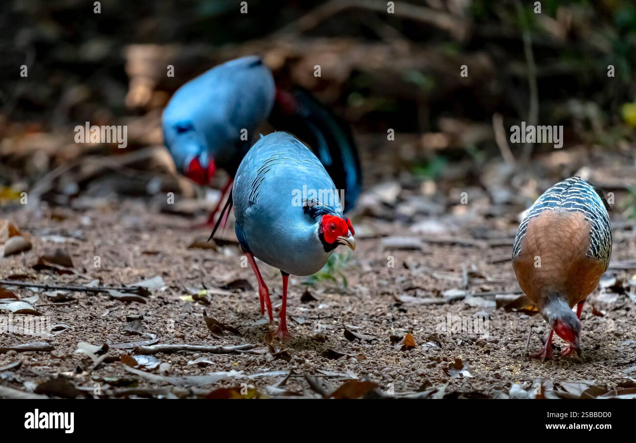 Siamese fireback in Ma Da forest, Vietnam Stock Photo - Alamy