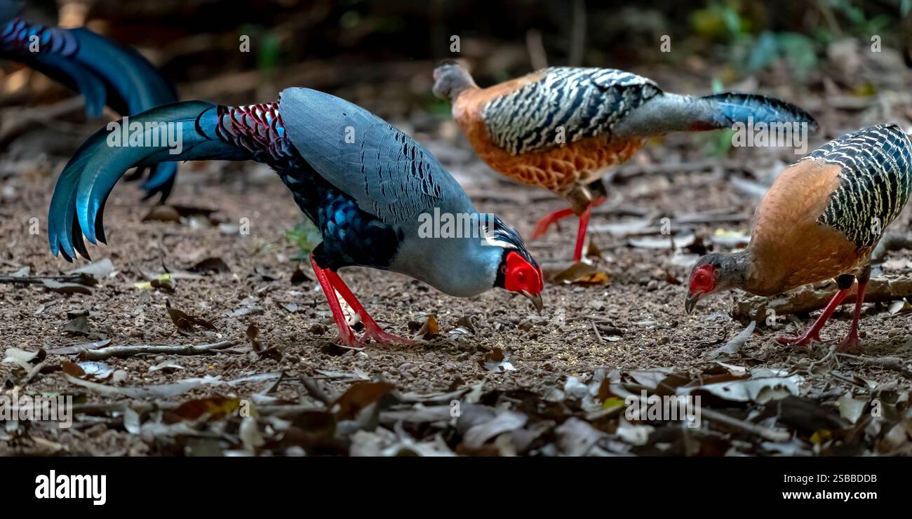 Siamese fireback in Ma Da forest, Vietnam Stock Photo - Alamy