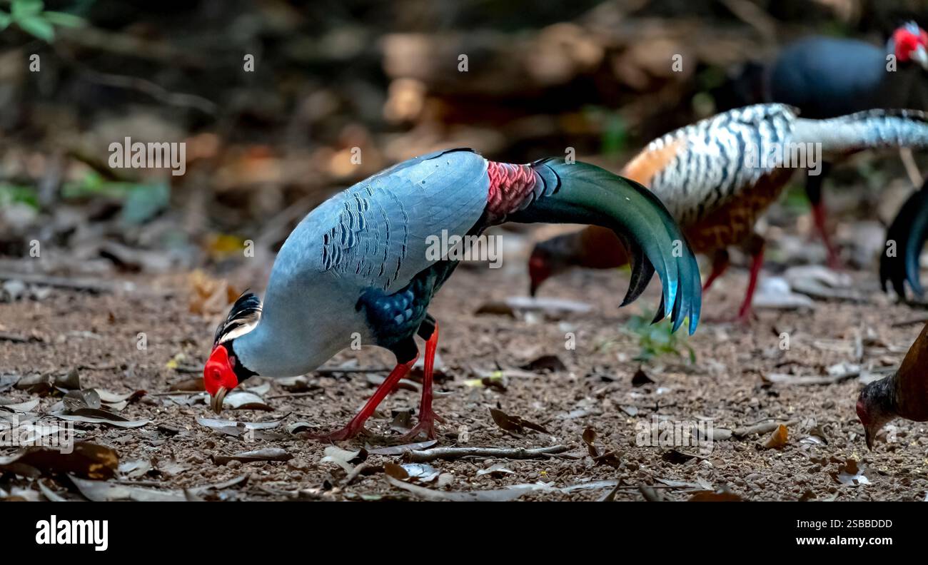 Siamese fireback in Ma Da forest, Vietnam Stock Photo - Alamy