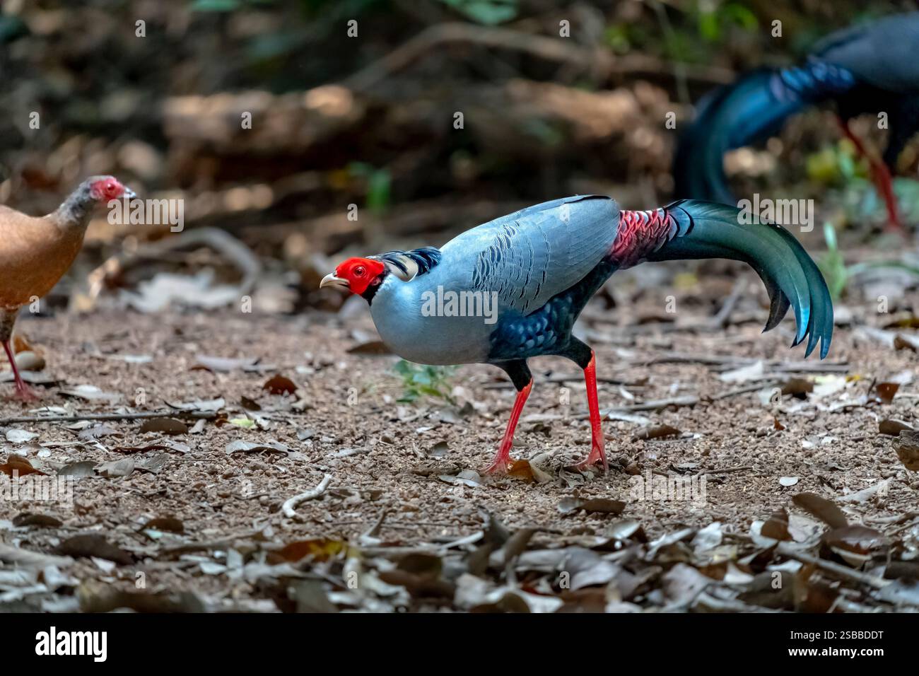 Siamese fireback in Ma Da forest, Vietnam Stock Photo - Alamy