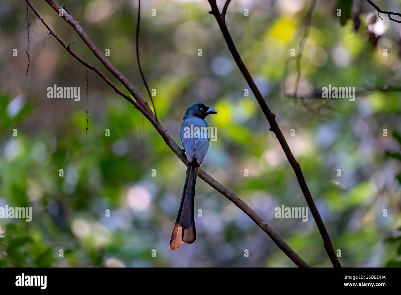 Racket-tailed treepie in Ma Da forest, Dong Nai province, Vietnam Stock ...