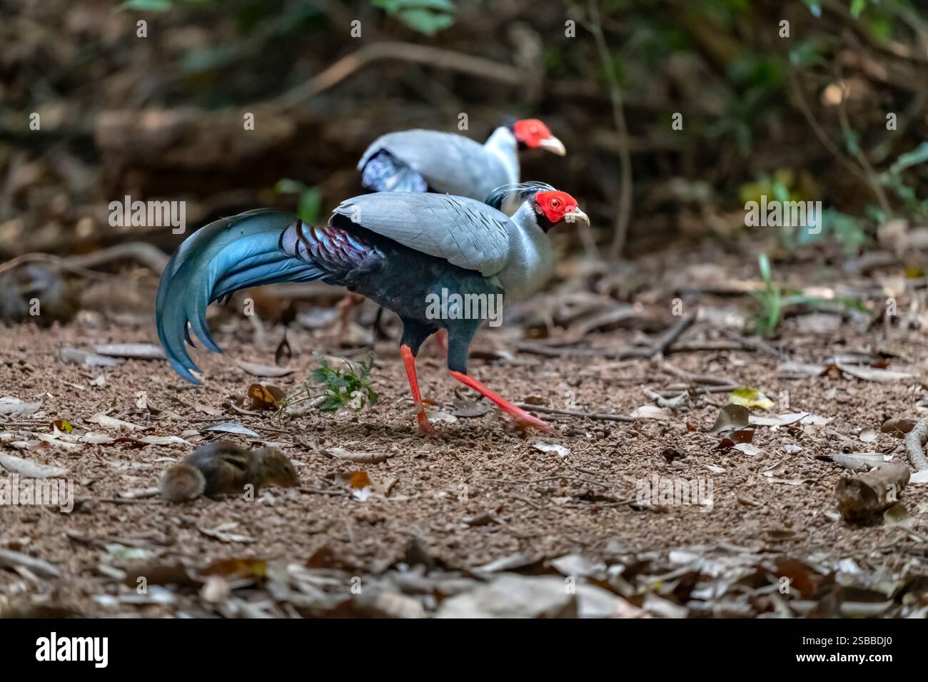 Siamese fireback in Ma Da forest, Vietnam Stock Photo - Alamy
