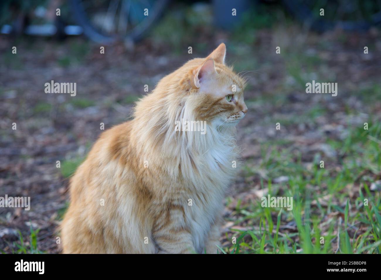 Original Ginger Tabby Cat Stock Photo - Alamy