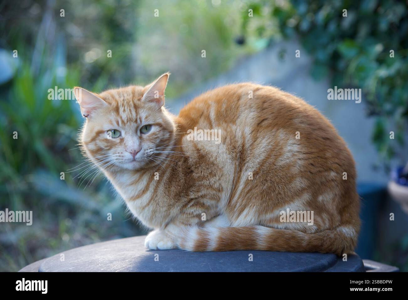 Original Ginger Tabby Cat Stock Photo - Alamy