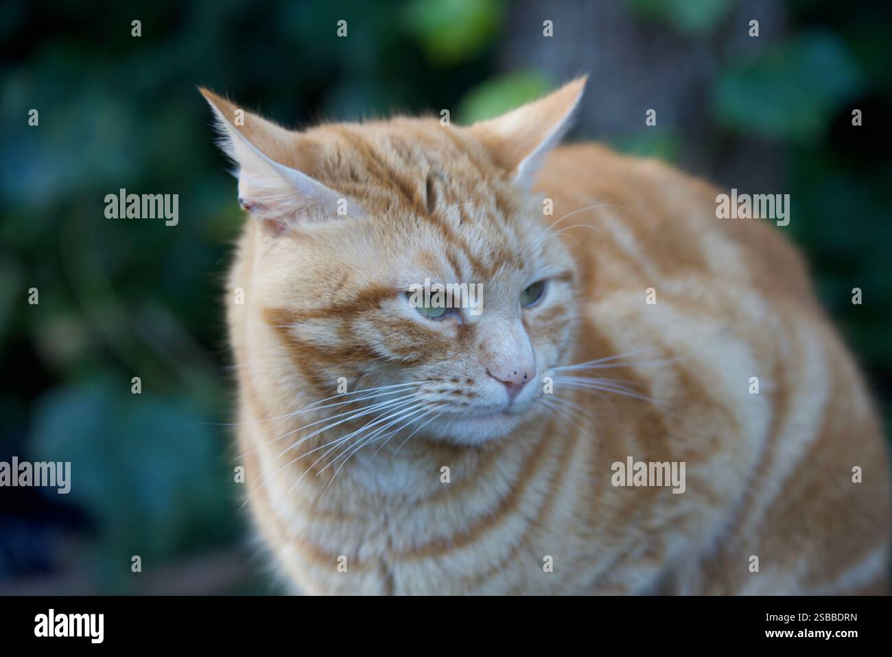 Original Ginger Tabby Cat Stock Photo - Alamy