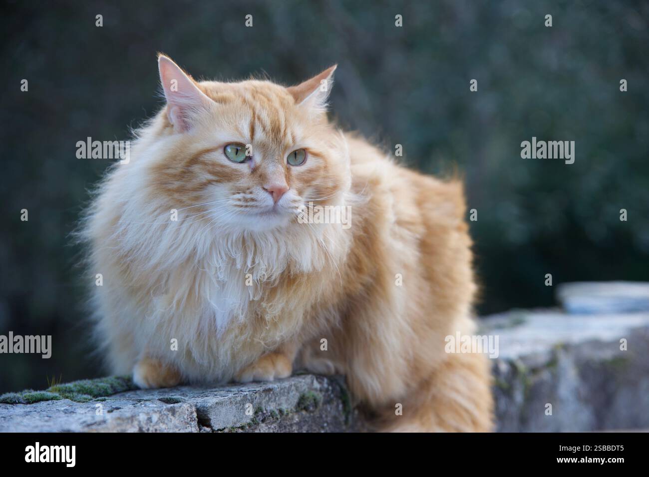 Original Ginger Tabby Cat Stock Photo - Alamy