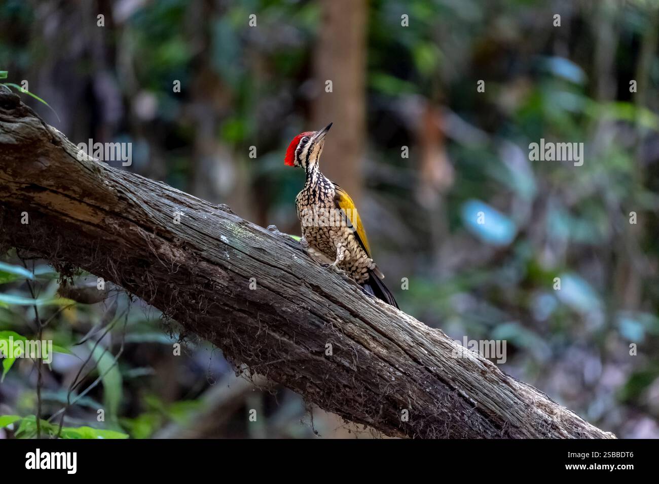 Common flameback in Ma Da forest, Dong Nai province, Vietnam Stock ...