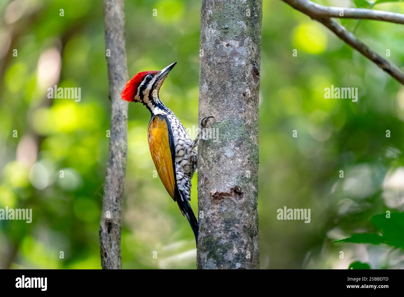 Common flameback in Ma Da forest, Dong Nai province, Vietnam Stock ...