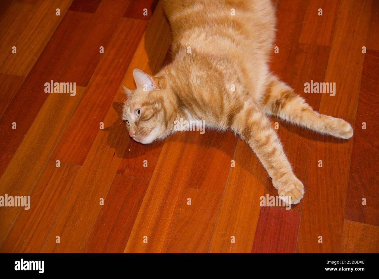 Original Ginger Tabby Cat Stock Photo - Alamy