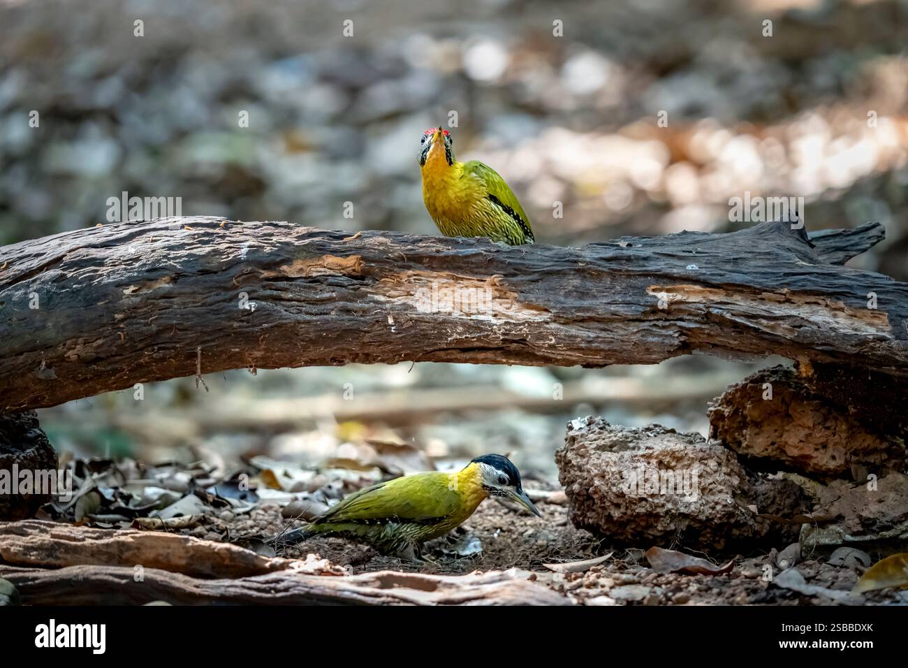 Common flameback in Ma Da forest, Dong Nai province, Vietnam Stock ...