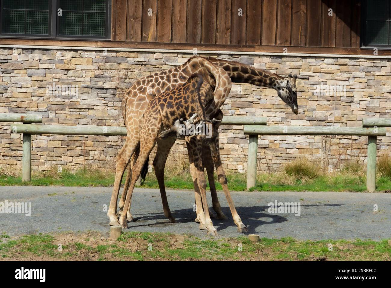 who needs another head bro Stock Photo - Alamy