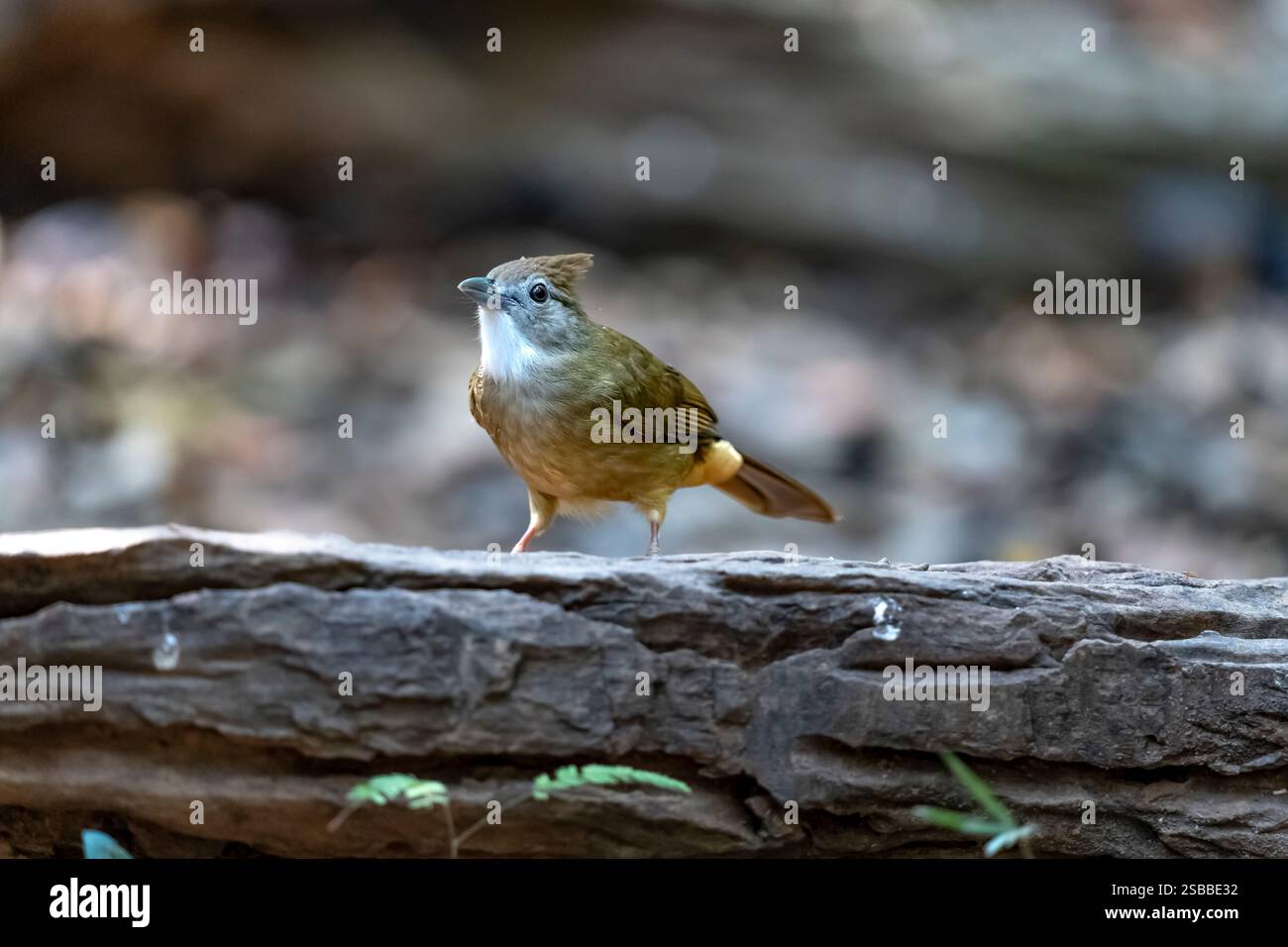 Puff-throated bulbul in Ma Da forest, Dong Nai province, Vietnam Stock ...
