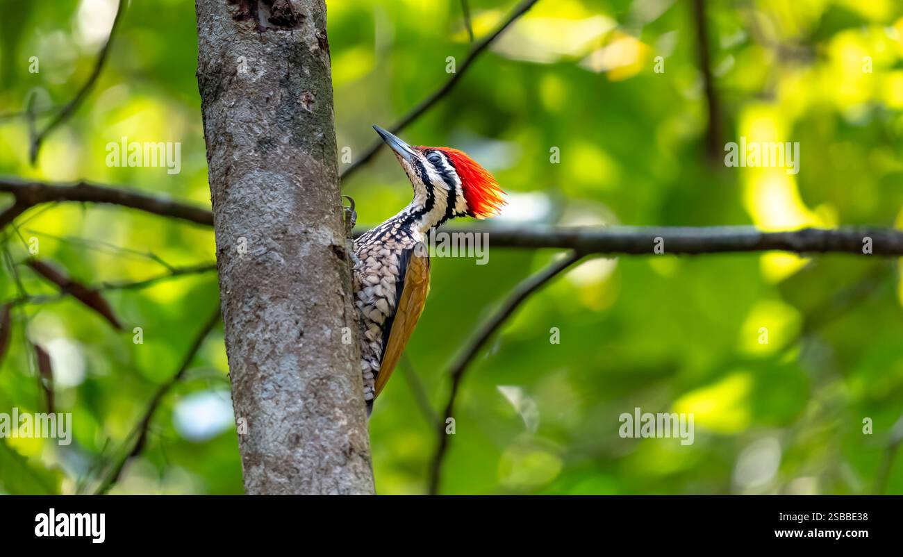 Common flameback in Ma Da forest, Dong Nai province, Vietnam Stock ...