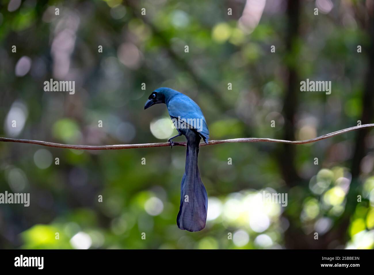 Racket-tailed treepie in Ma Da forest, Dong Nai province, Vietnam Stock ...