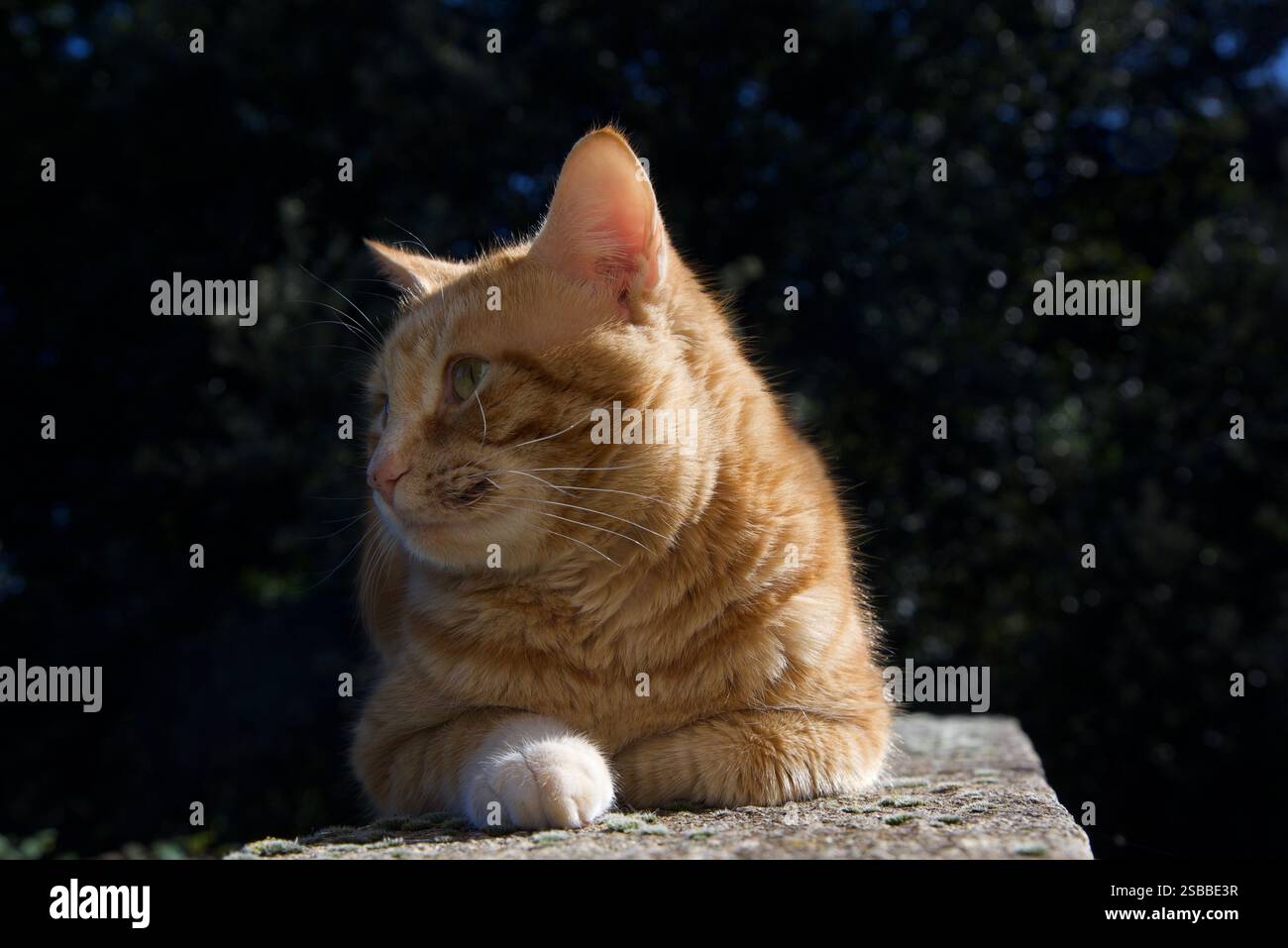 Original Ginger Tabby Cat Stock Photo - Alamy