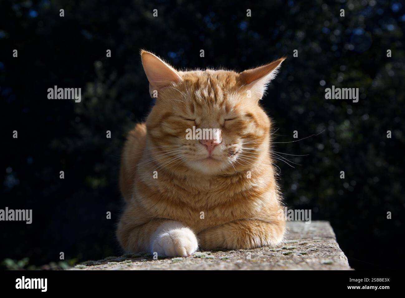 Original Ginger Tabby Cat Stock Photo - Alamy