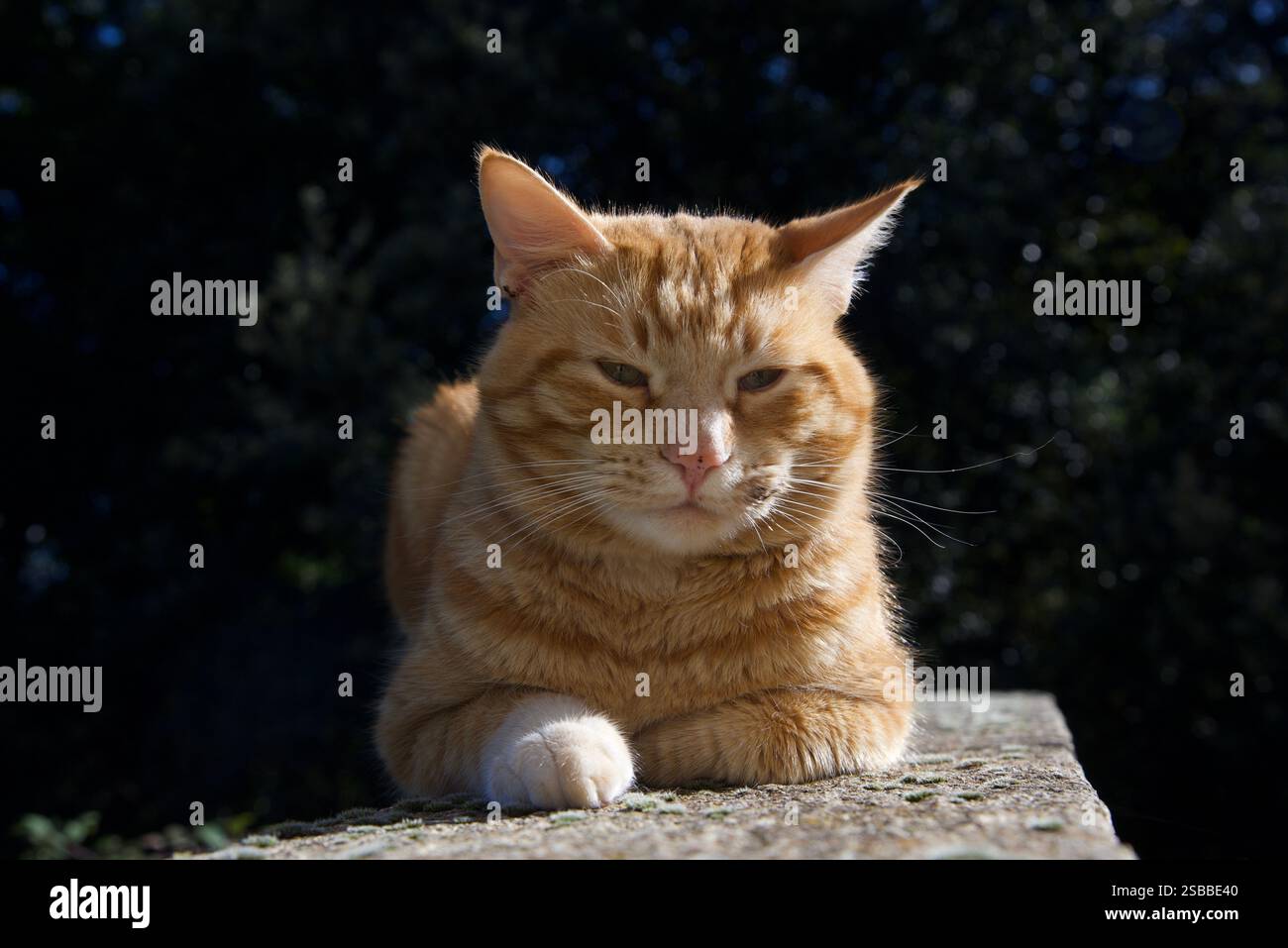 Original Ginger Tabby Cat Stock Photo - Alamy
