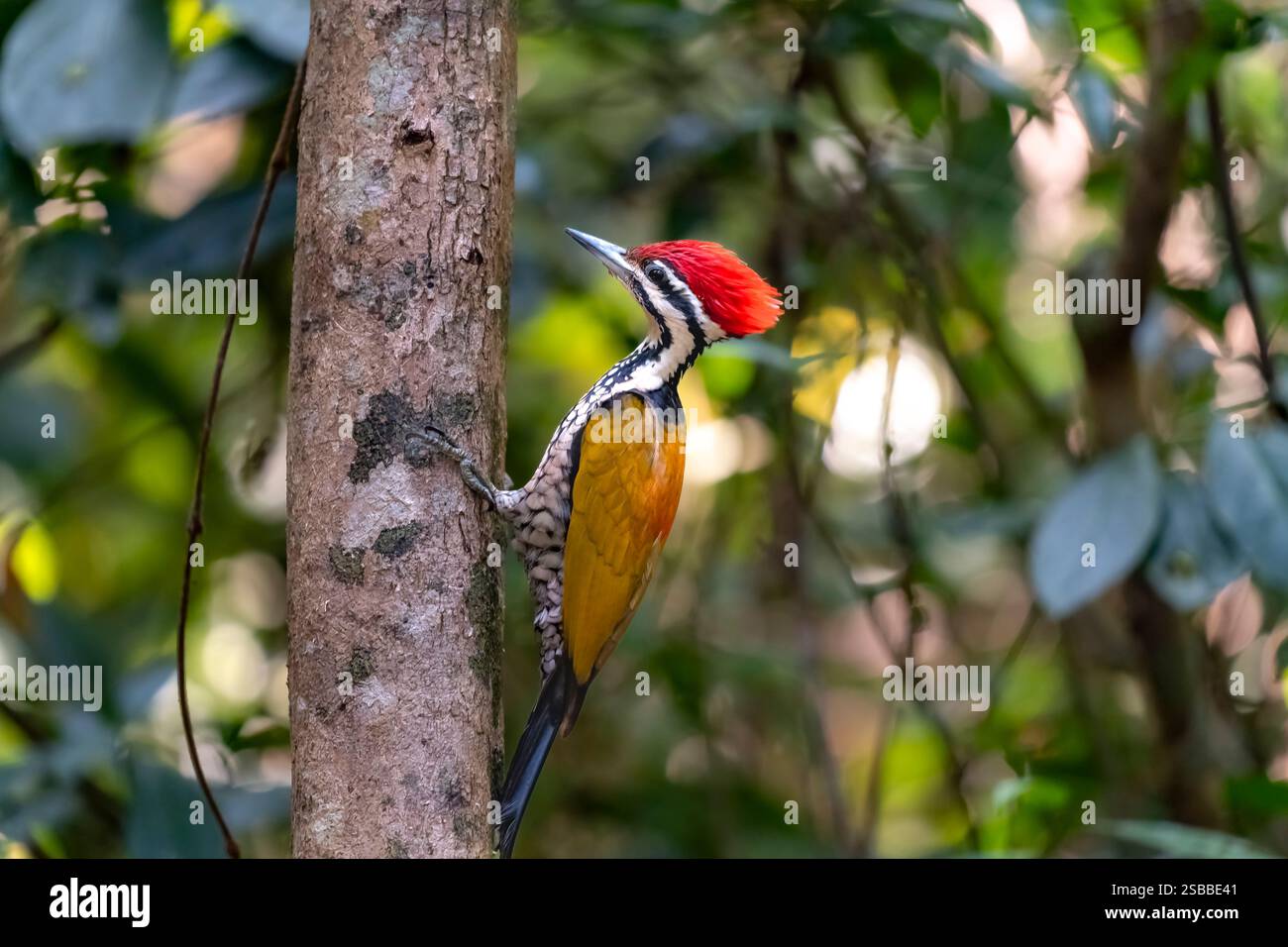 Common flameback in Ma Da forest, Dong Nai province, Vietnam Stock ...