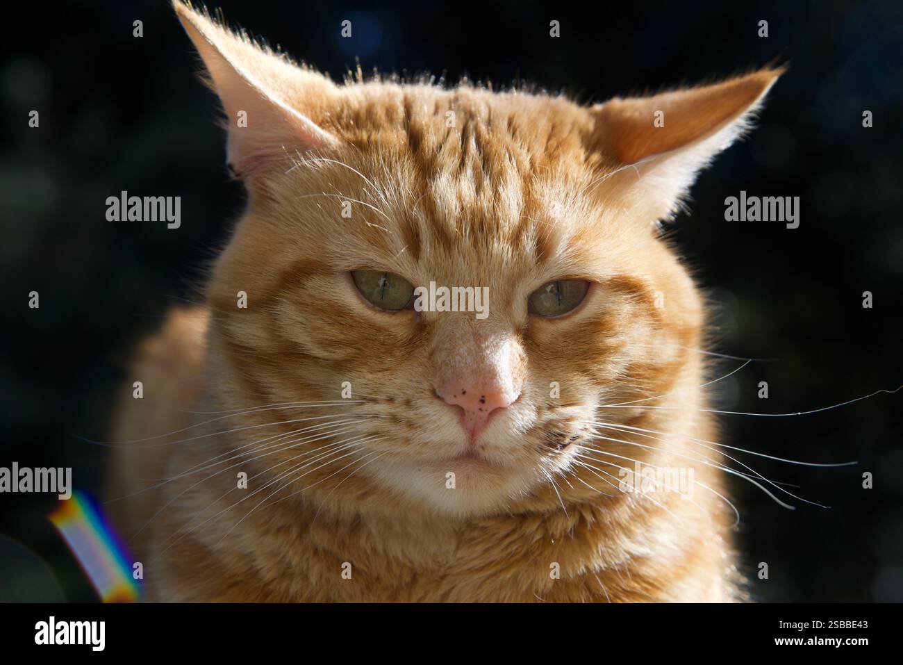 Original Ginger Tabby Cat Stock Photo - Alamy