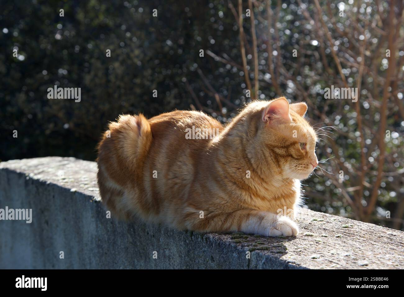 Original Ginger Tabby Cat Stock Photo - Alamy