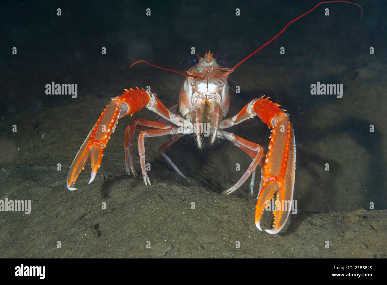 Scampi 30 metres down on the seafloor of Loch Fyne, Scotland. These ...