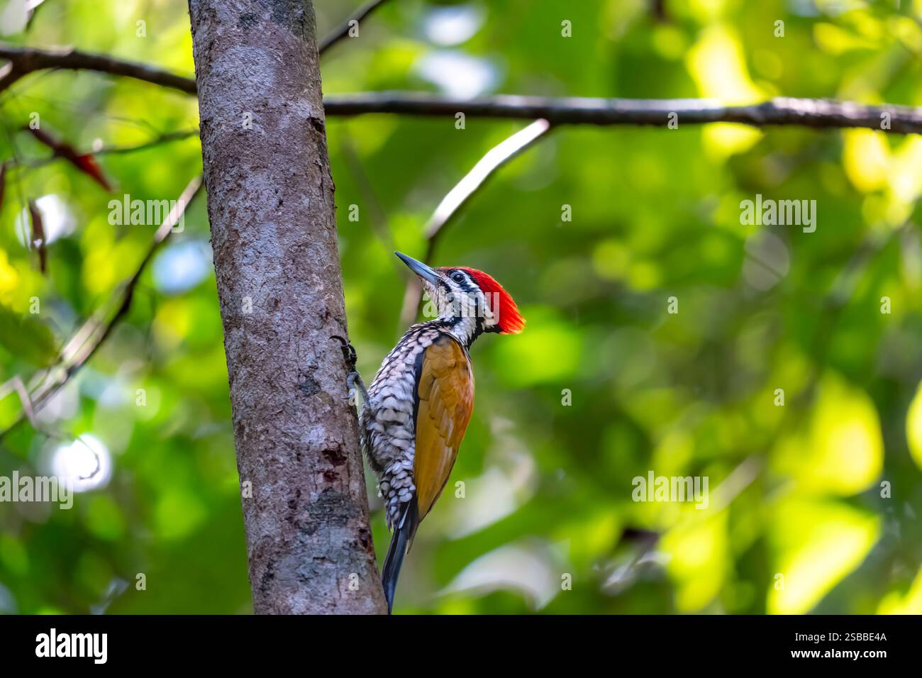 Common flameback in Ma Da forest, Dong Nai province, Vietnam Stock ...