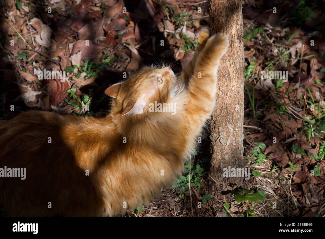 Long haired orange tabby hi-res stock photography and images - Alamy