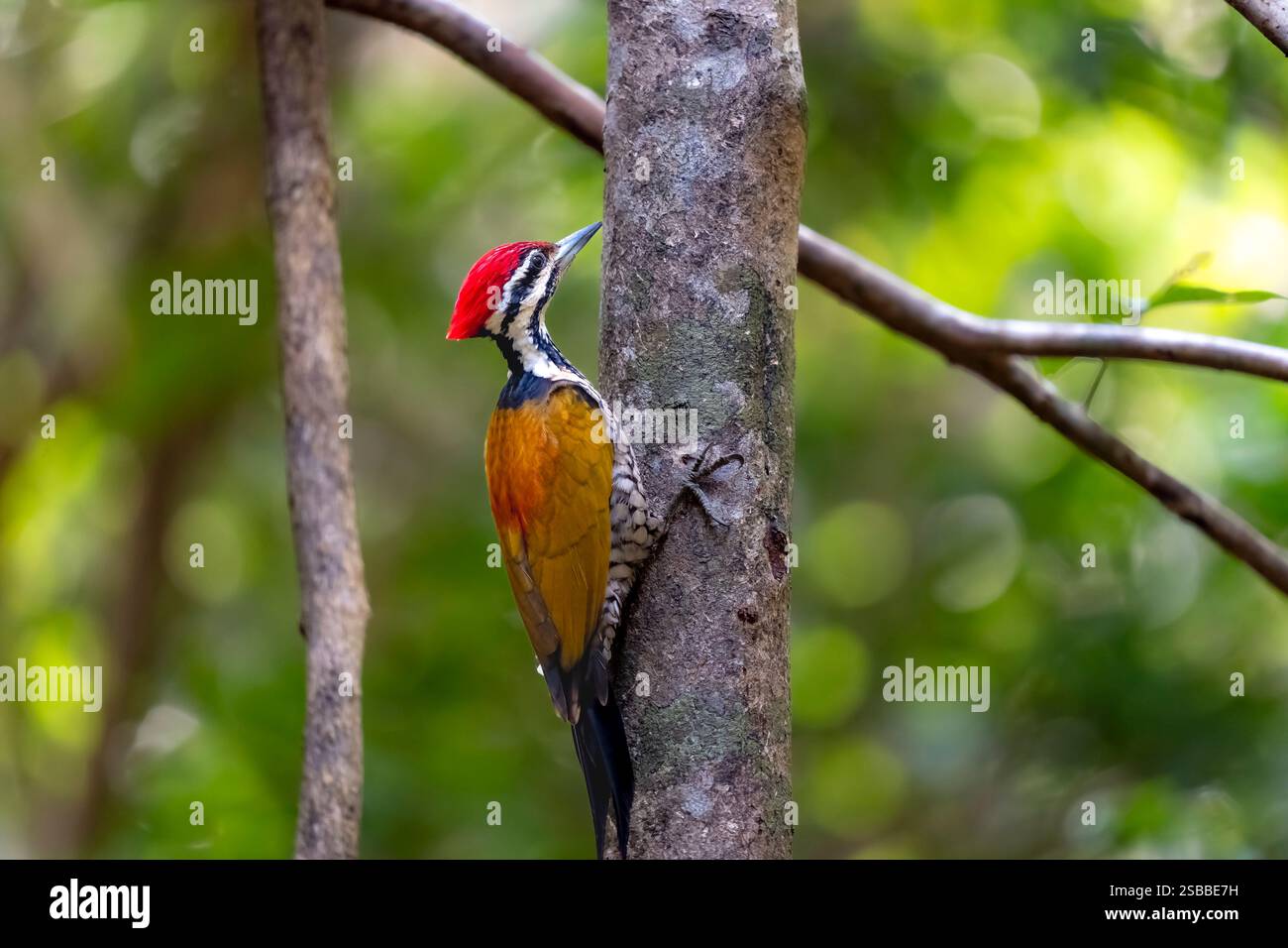 Common flameback in Ma Da forest, Dong Nai province, Vietnam Stock ...