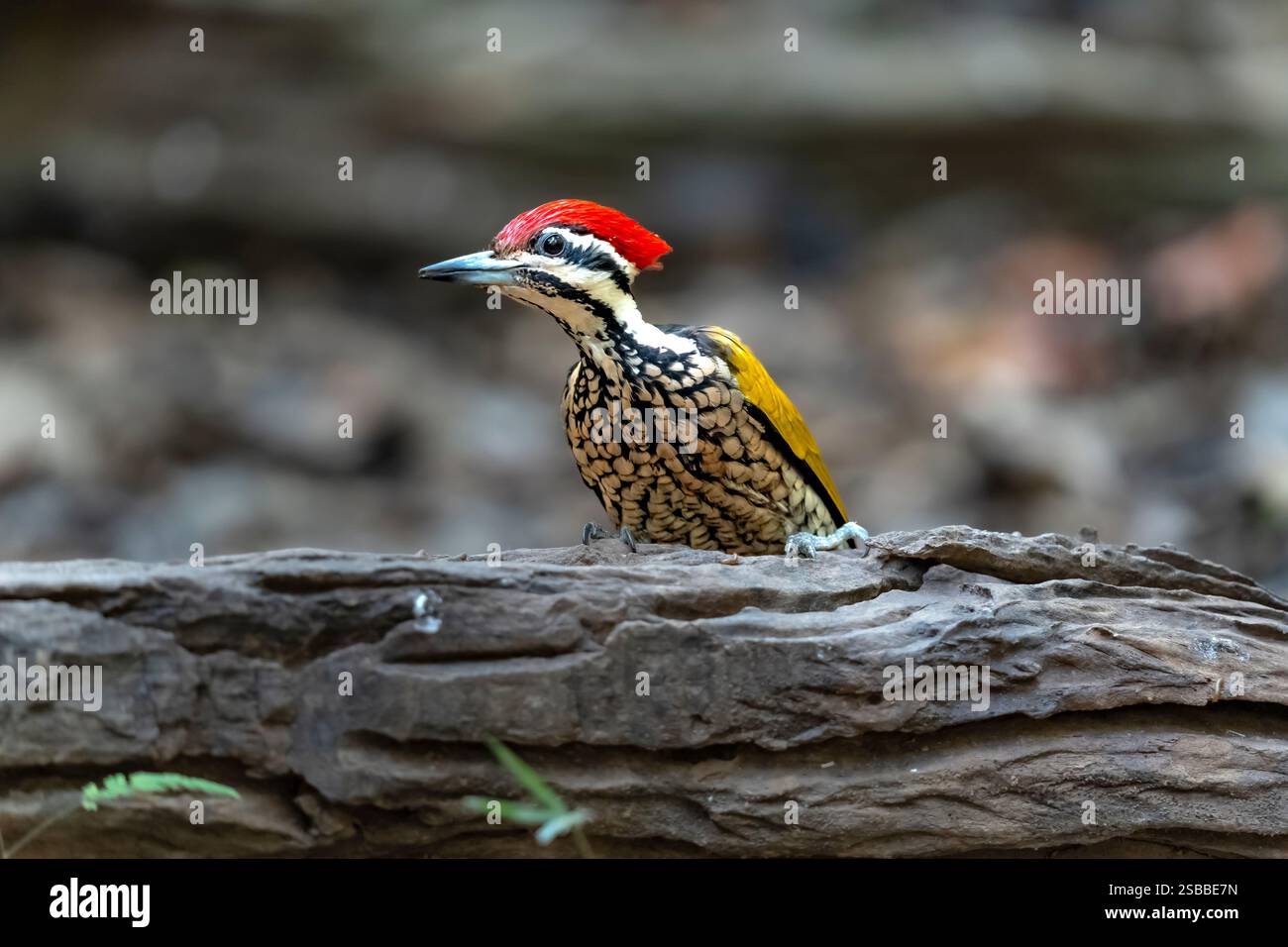 Common flameback in Ma Da forest, Dong Nai province, Vietnam Stock ...