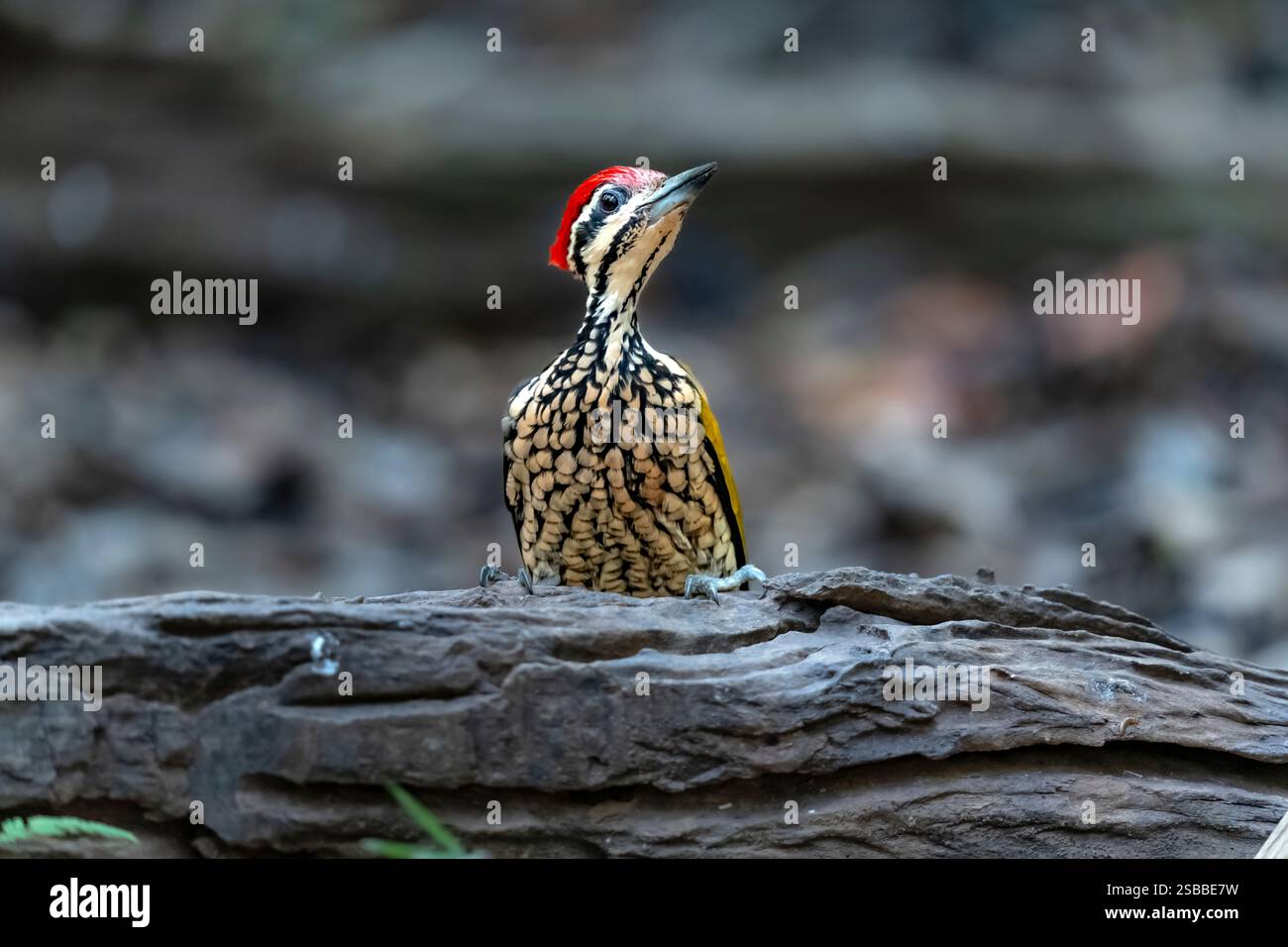Common flameback in Ma Da forest, Dong Nai province, Vietnam Stock ...