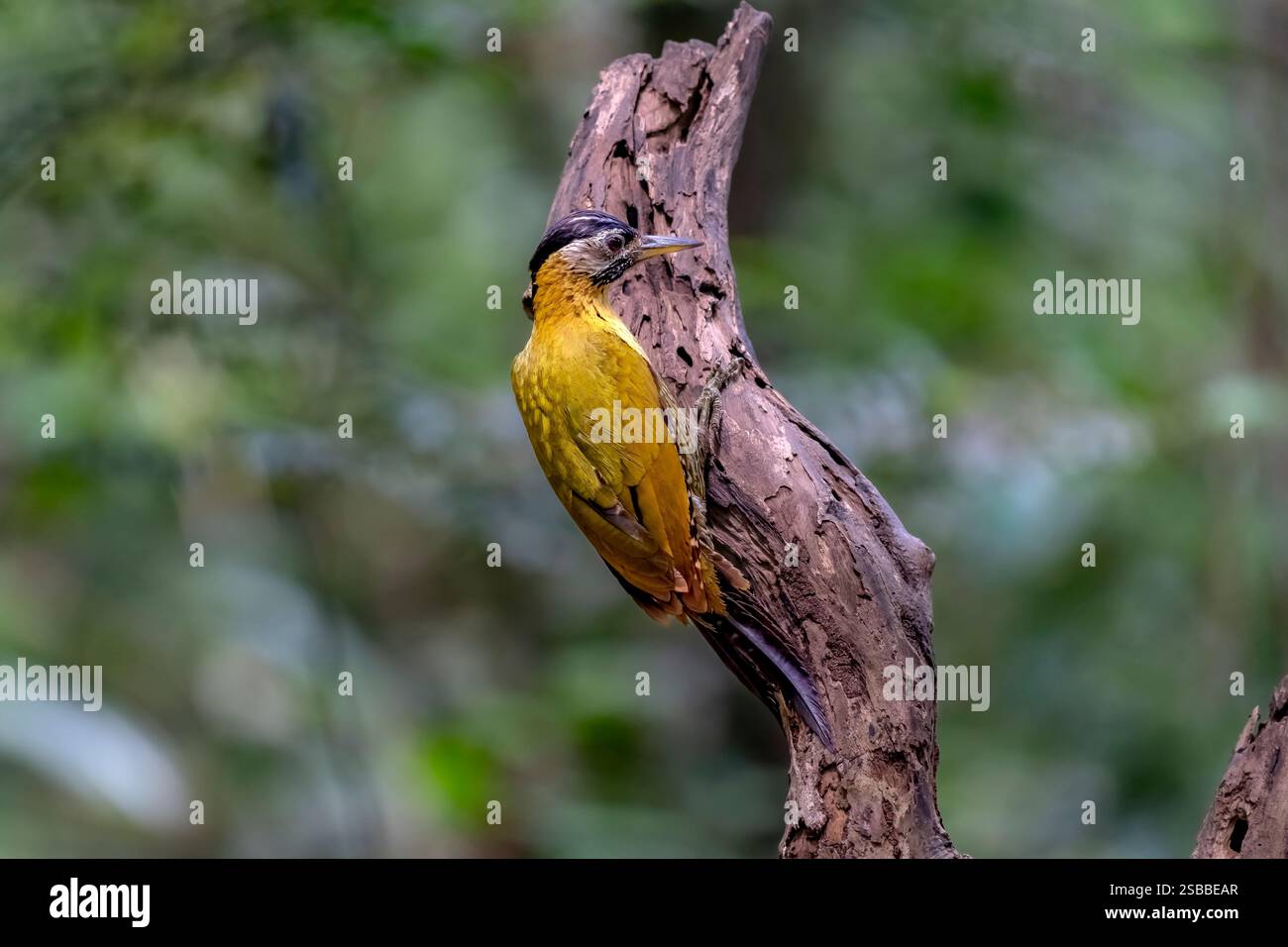 Common flameback in Ma Da forest, Dong Nai province, Vietnam Stock ...