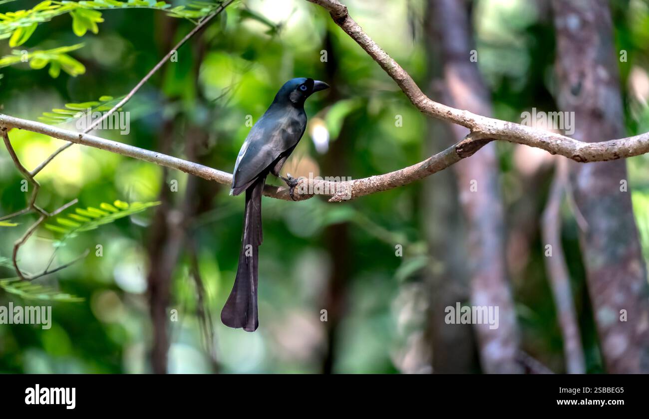Racket-tailed treepie in Ma Da forest, Dong Nai province, Vietnam Stock ...