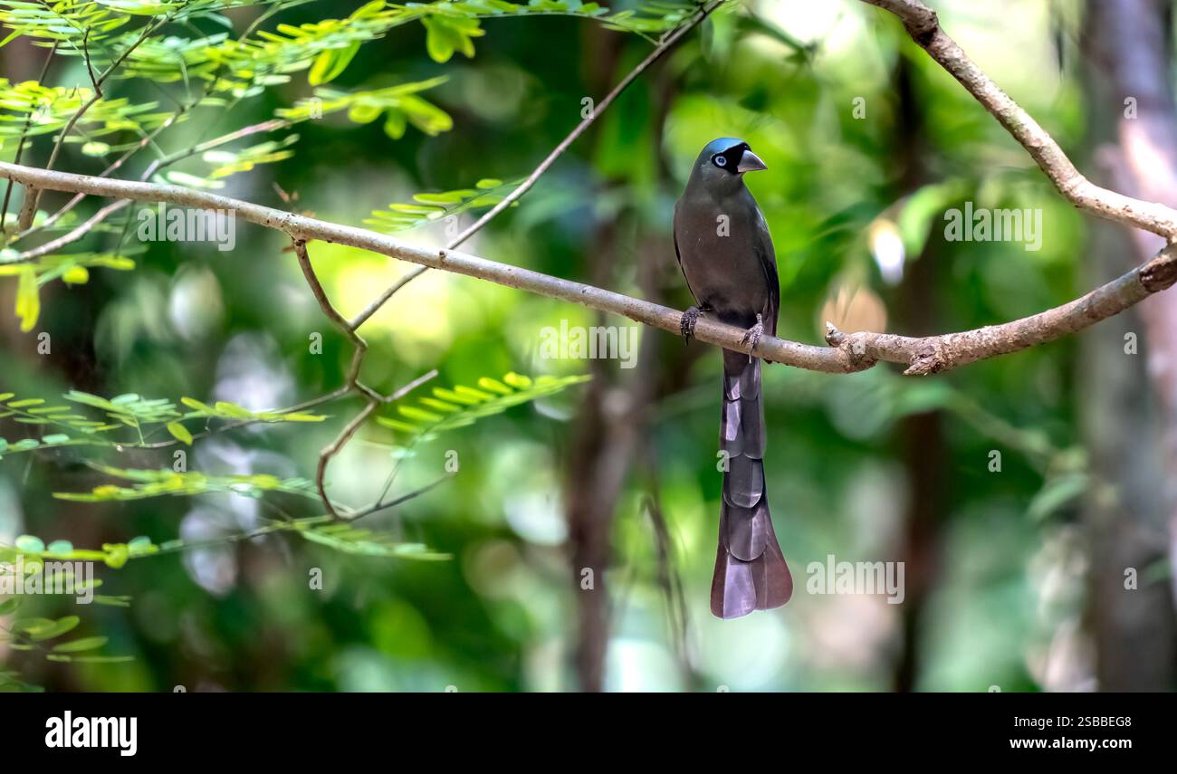 Racket-tailed treepie in Ma Da forest, Dong Nai province, Vietnam Stock ...