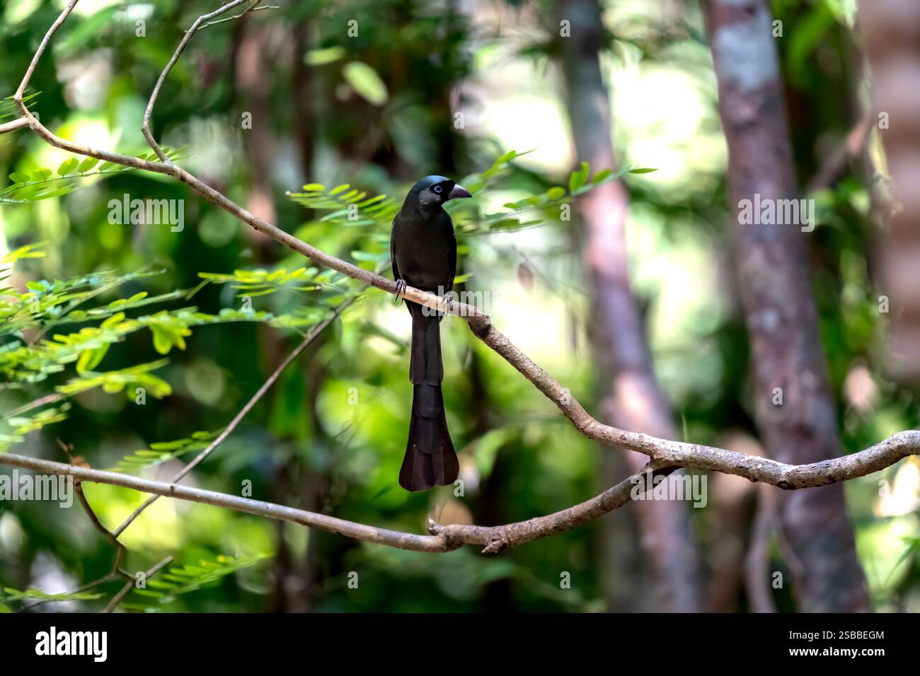 Racket-tailed treepie in Ma Da forest, Dong Nai province, Vietnam Stock ...
