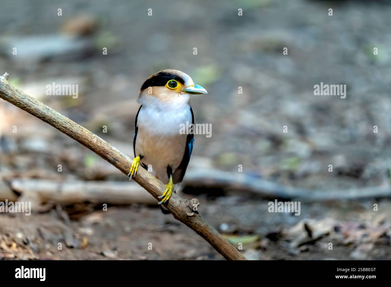 Eurylaimidae bird in Ma Da forest, Dong Nai province, Vietnam Stock ...
