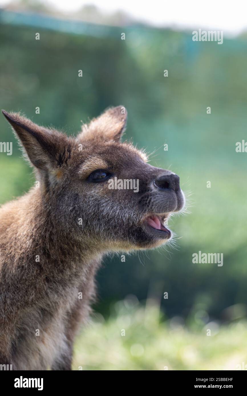 Cute fluffy wallaby in the park. Marsupial mammals. Australia Stock ...