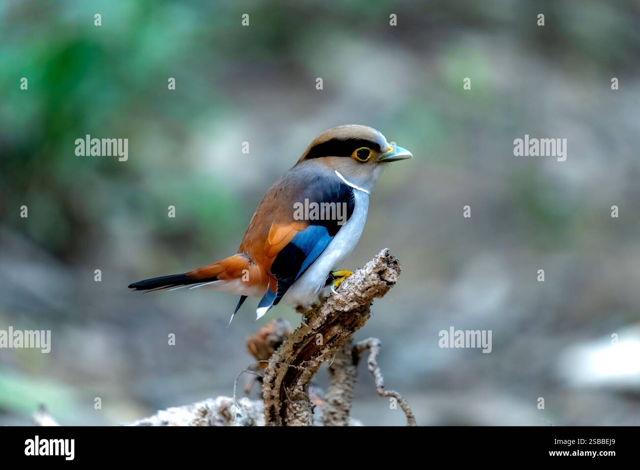 Eurylaimidae bird in Ma Da forest, Dong Nai province, Vietnam Stock ...