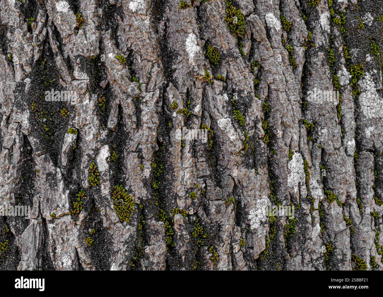 Close up natural tree bark with deep crevices background texture Stock ...