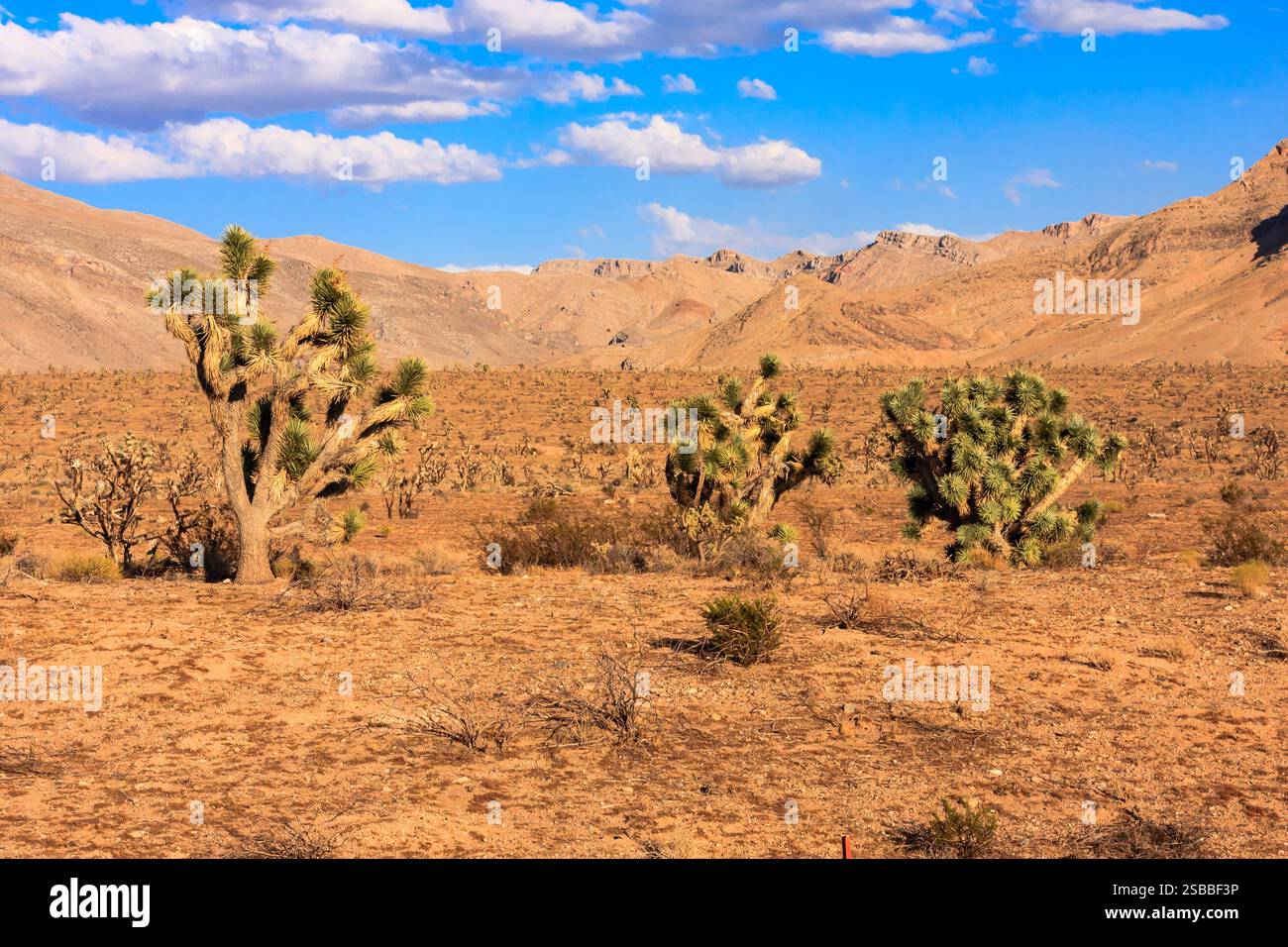 A desert landscape with three cacti and a blue sky. The sky is clear ...