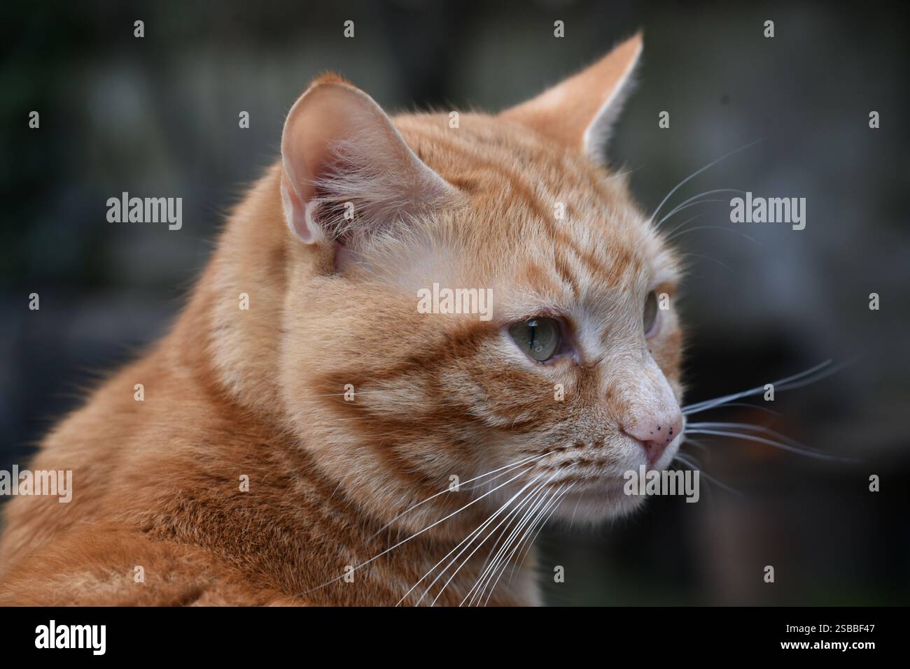 Original Ginger Tabby Cat Stock Photo - Alamy