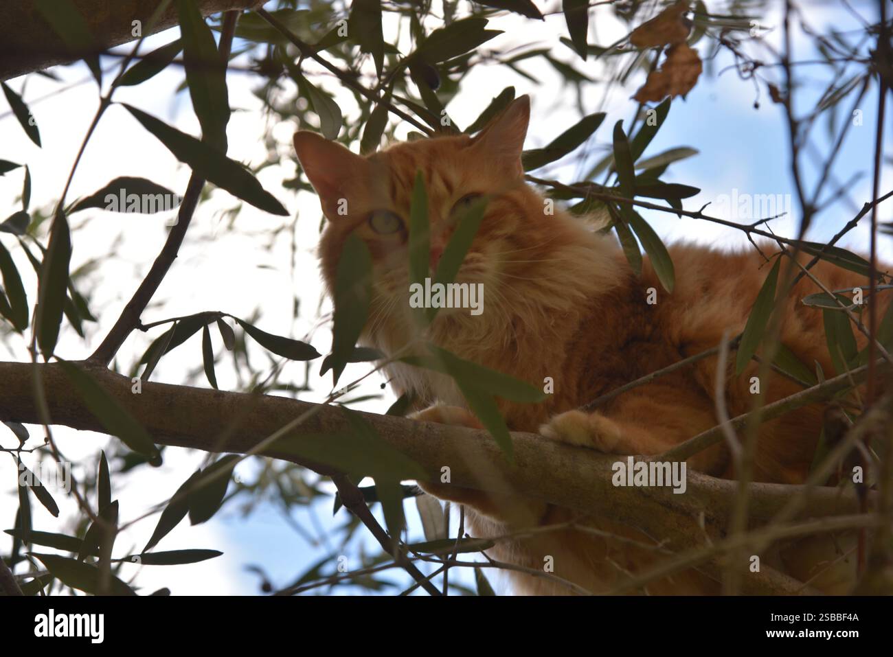 Original Ginger Tabby Cat Stock Photo - Alamy