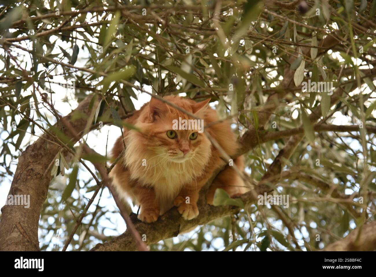 Original Ginger Tabby Cat Stock Photo - Alamy