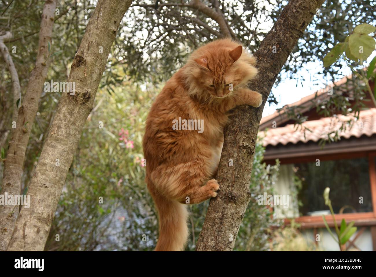 Original Ginger Tabby Cat Stock Photo - Alamy