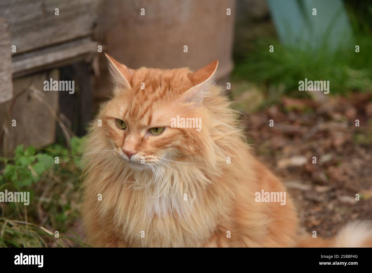Original Ginger Tabby Cat Stock Photo - Alamy
