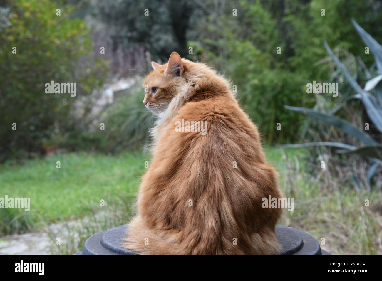 Original Ginger Tabby Cat Stock Photo - Alamy