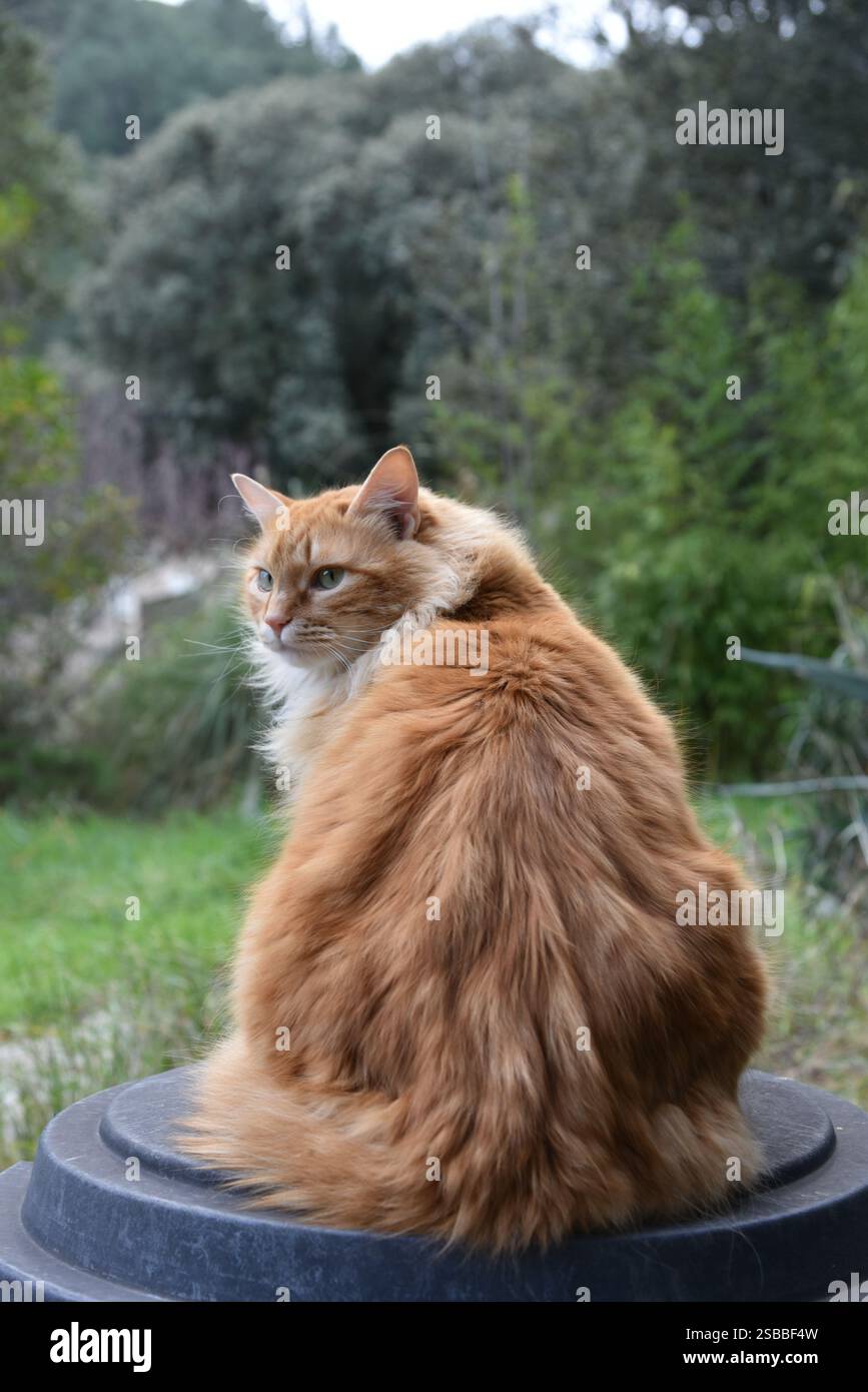 Original Ginger Tabby Cat Stock Photo - Alamy