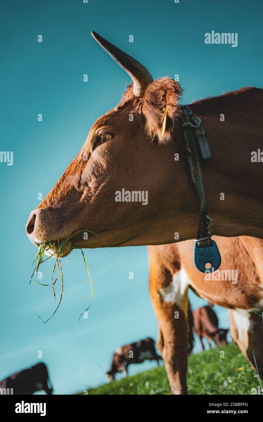 Cow eating grass Stock Photo - Alamy
