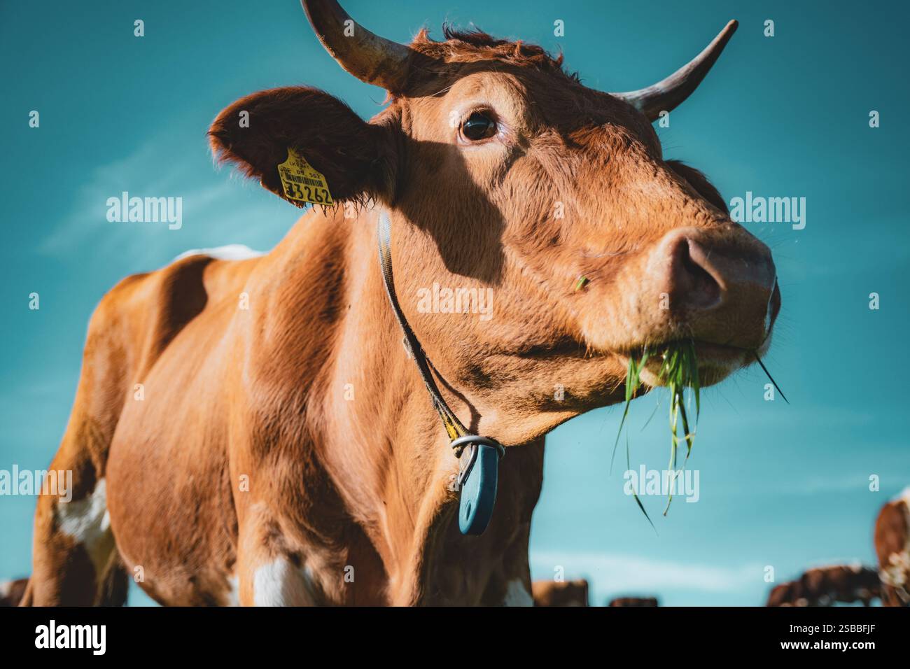 Brown cow chewing green grass Stock Photo - Alamy