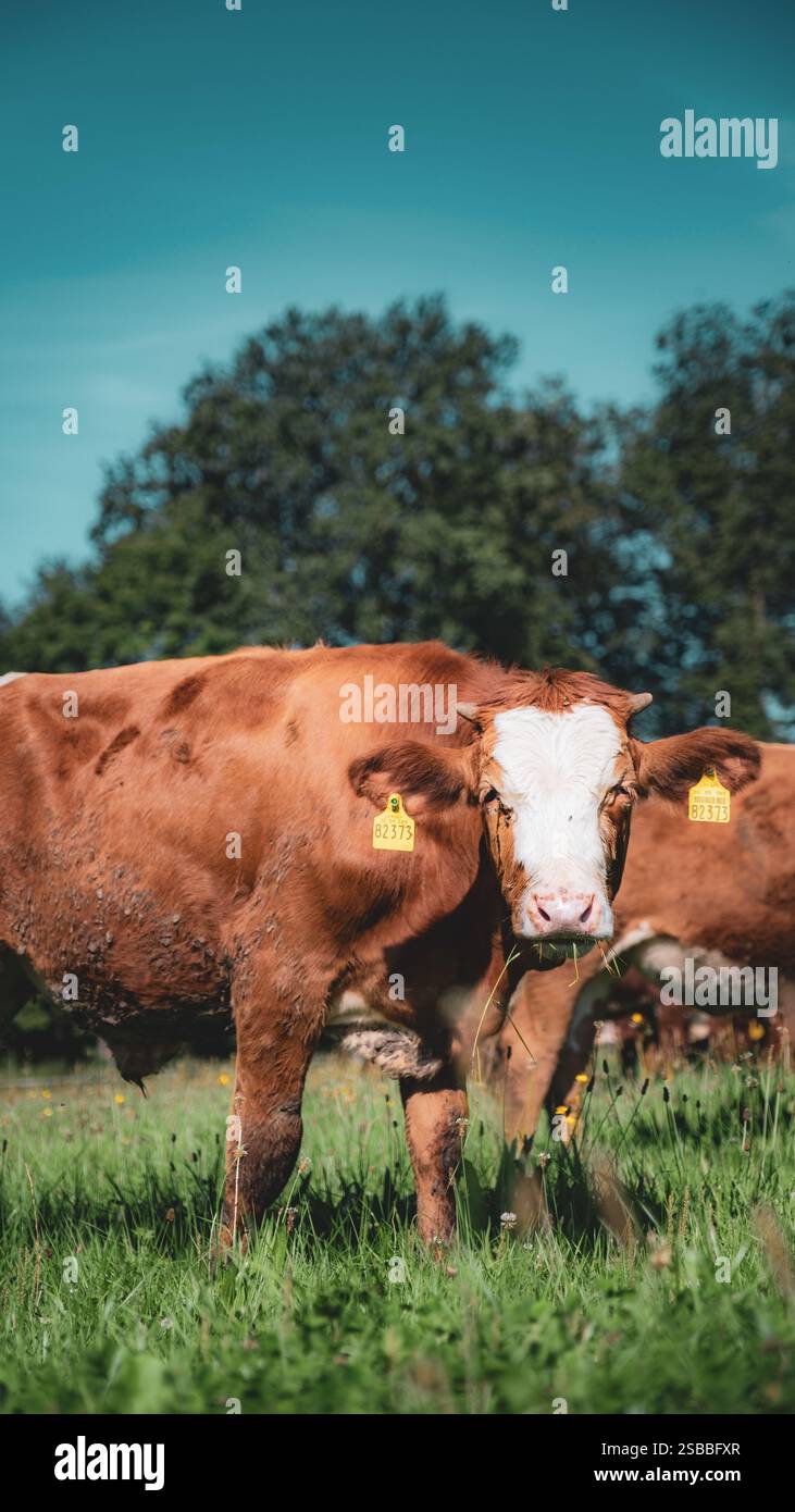 Cow looking into camera in front of forest Stock Photo - Alamy